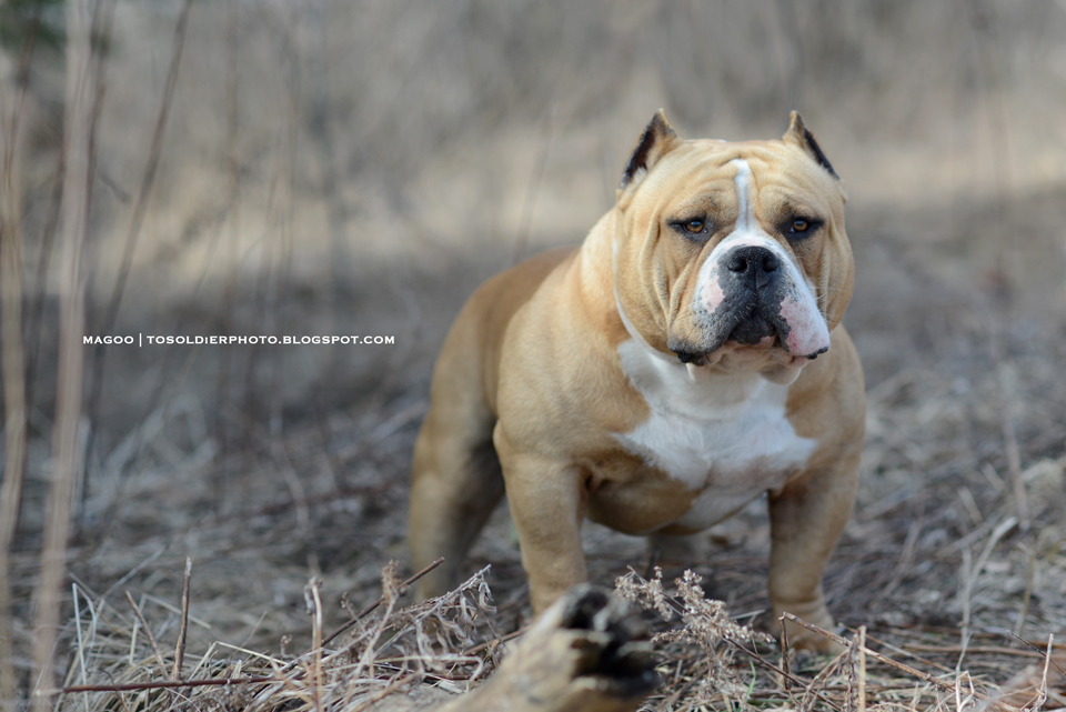 TOYSOLDiER BULLY PHOTOS: Muscletone's MAGOO