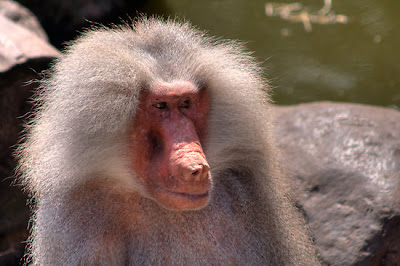 Baboon | The Life of Animals