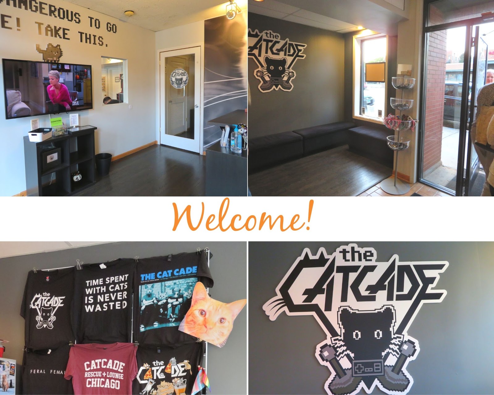 Lola on the Road: The Catcade (Chicago, IL) | Lola The Rescued Cat