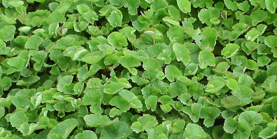 46+ Gambar Tanaman Pegagan yang Wajib Diketahui - Informasi Seputar ...