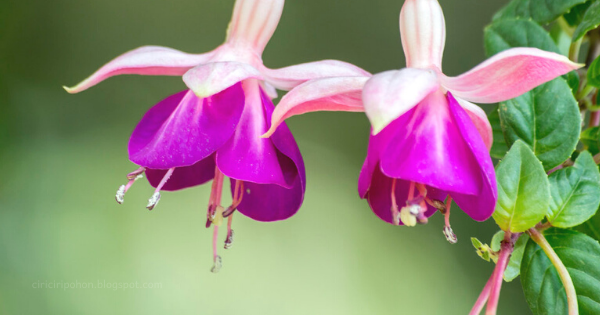 Ciri Ciri Pohon Bunga Fuchsia / Anting India / Lampion - Ciriciripohon.com