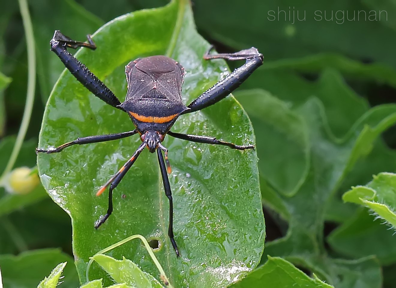 Cranium Bolts: Eensy-weensy beauties
