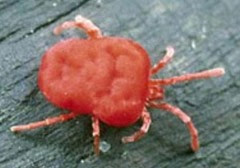 Operai Forestali Regione Piemonte: Trombicula autumnalis