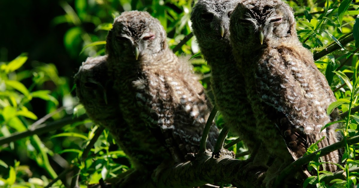 NATURAMETEO, majulada: Cárabo común ( strix aluco )