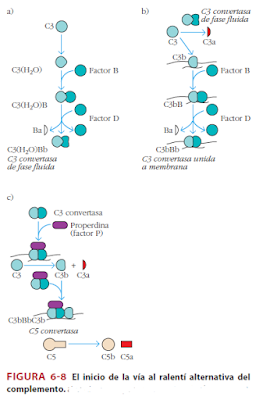 Sistema de Complemento: VÍAS DE ACTIVACIÓN