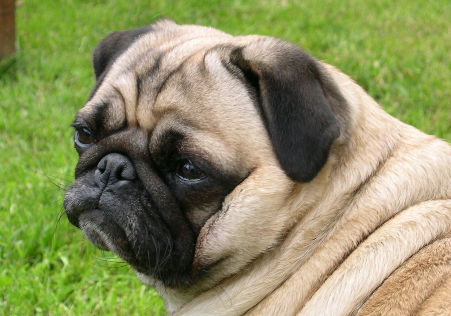 Pug Dog HDWalle
