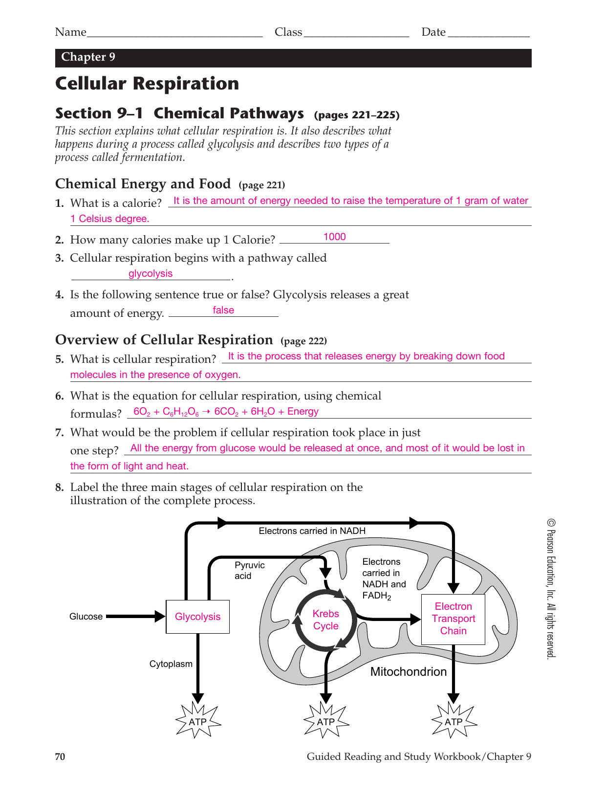 Chapter 9 Cellular Respiration - Collage Template