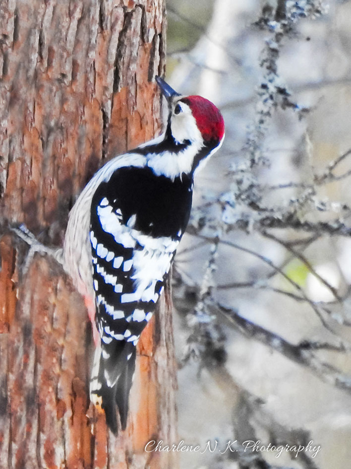 In Quest of a Scarce Bird |Blissful Solitary Wanderings