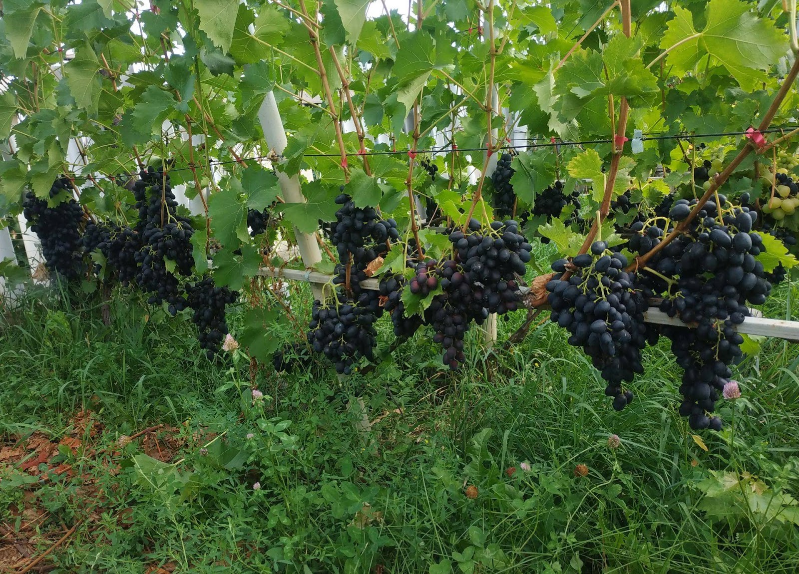 Anggur jenis Nadezhda AZOS (Hope AZOS) | Pohon Anggur Genjah