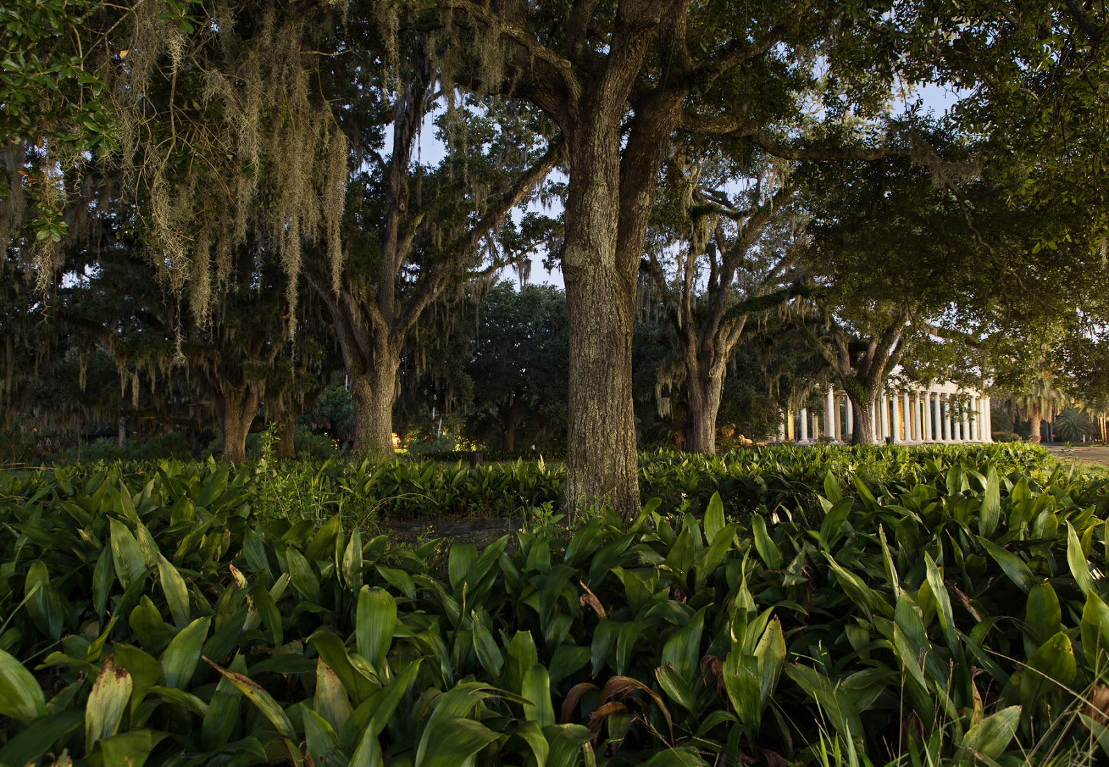 New Orleans Trees: October 2013