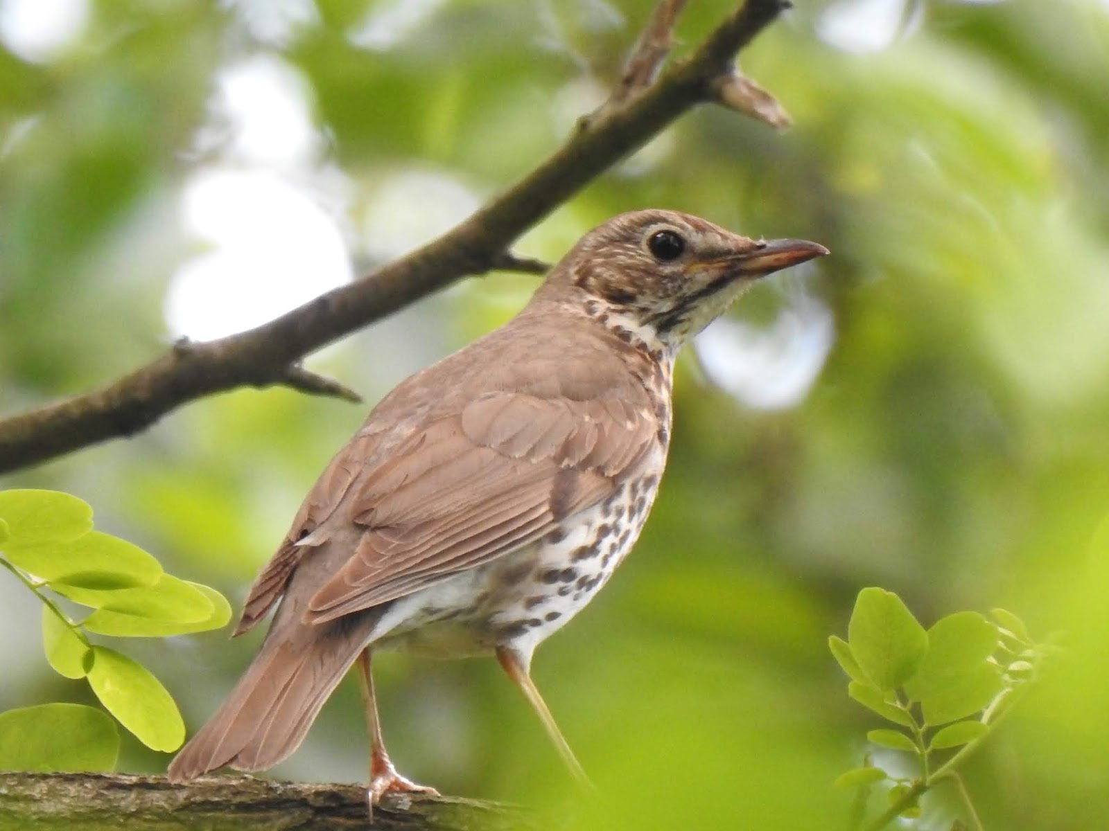 PASARI DIN ROMANIA: STURZ CANTATOR, Turdus philomelos