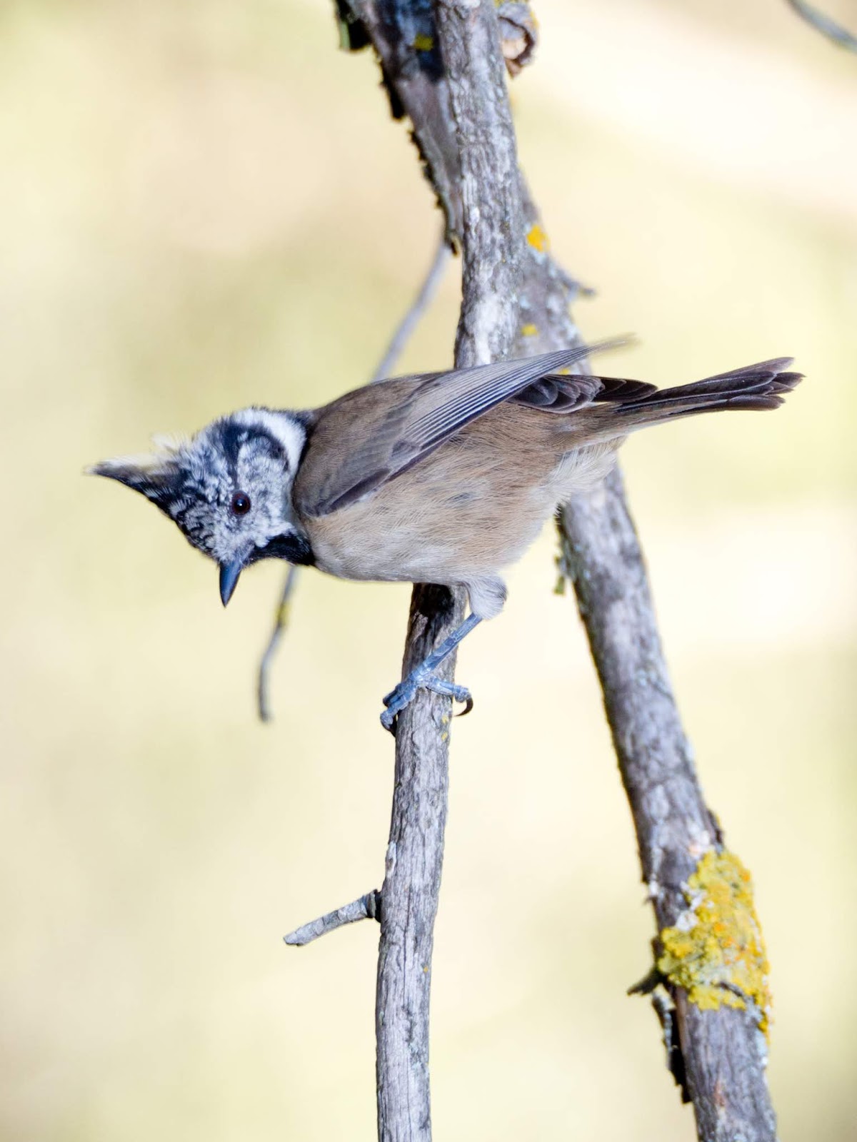 ASOCIACIÓN SALVATIERRA: 2020
