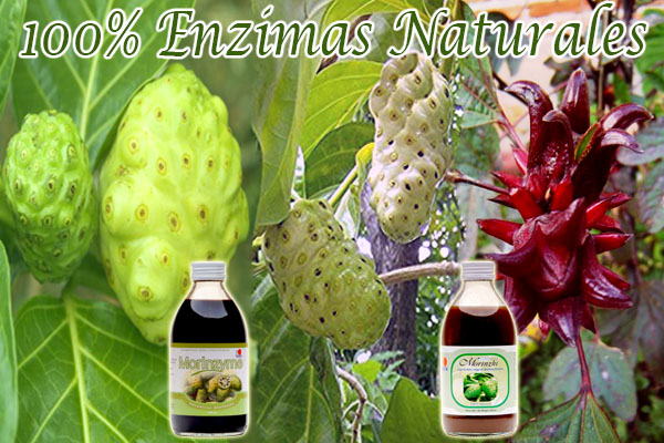 Morinzyme y Morinzhi: Bebidas de Noni Alto en Enzimas