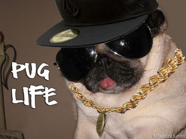 U Cant Believe - Rocking Dog Styles – Amazing Pictures of Rocking Pet ...