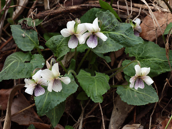 Nourishing Herbs: Virtuous Violets for Culinary and Medicinal Use