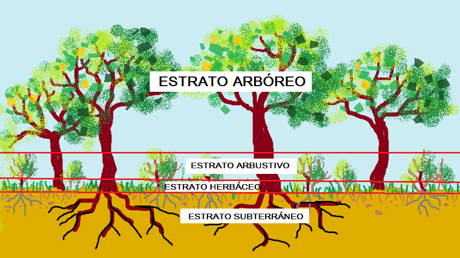 CURIOSIDADES CIENTÍFICAS : Estratificación de una comunidad de BOSQUE