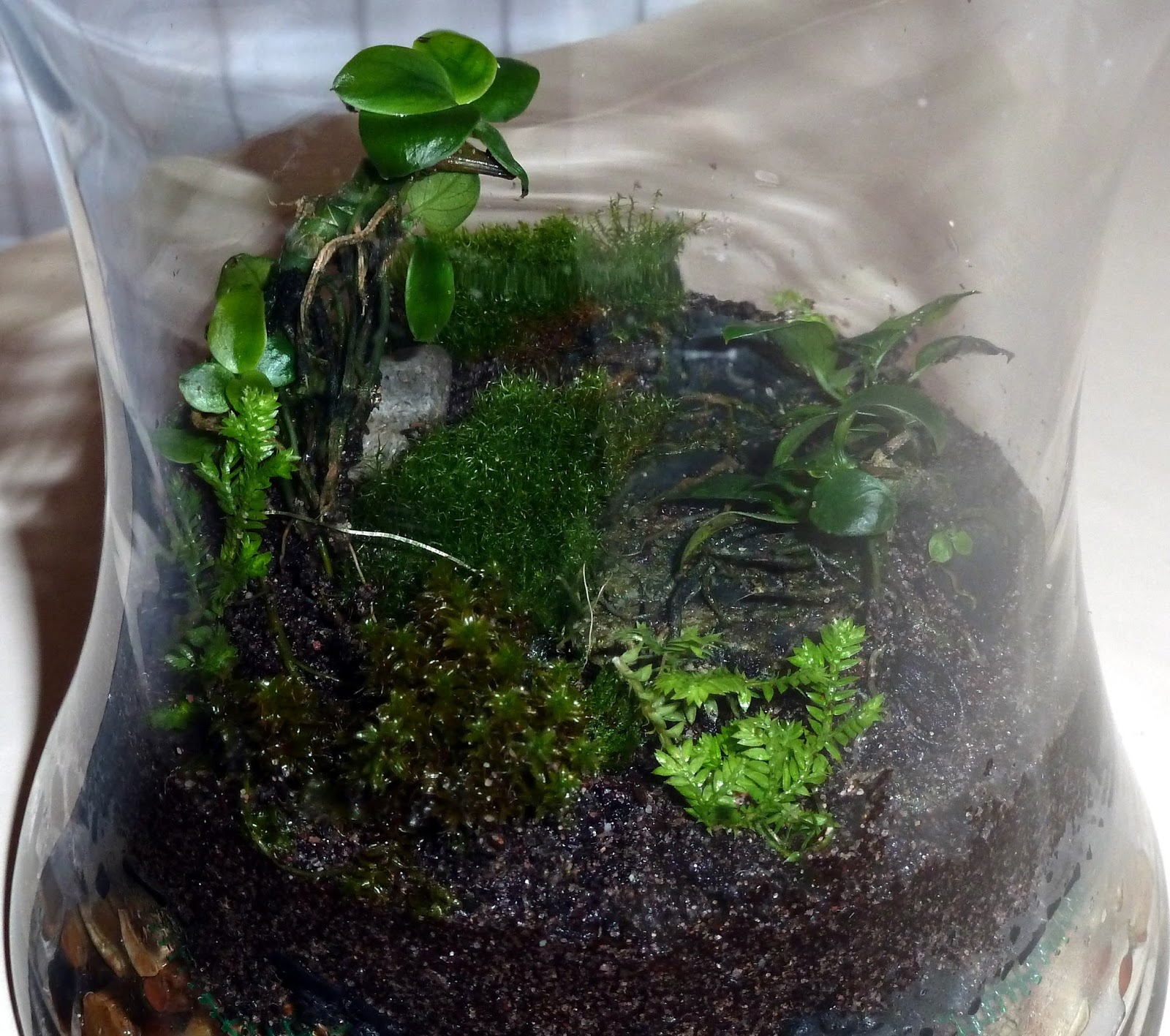 Barrys fishkeeping world: Glass Vase experiment II - Terrarium