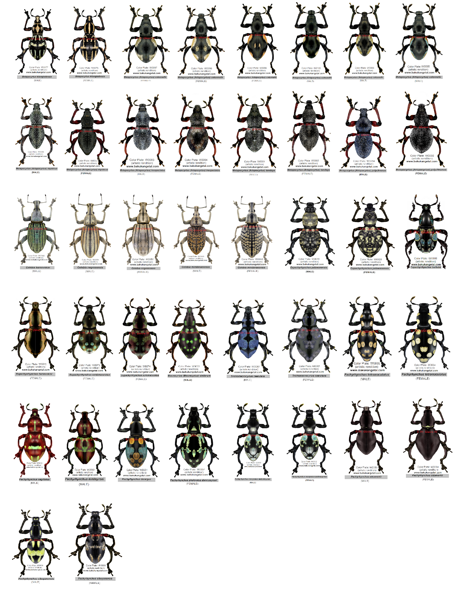 Notes 4: Weevil species (Coleoptera: Curculionidae) from the ...
