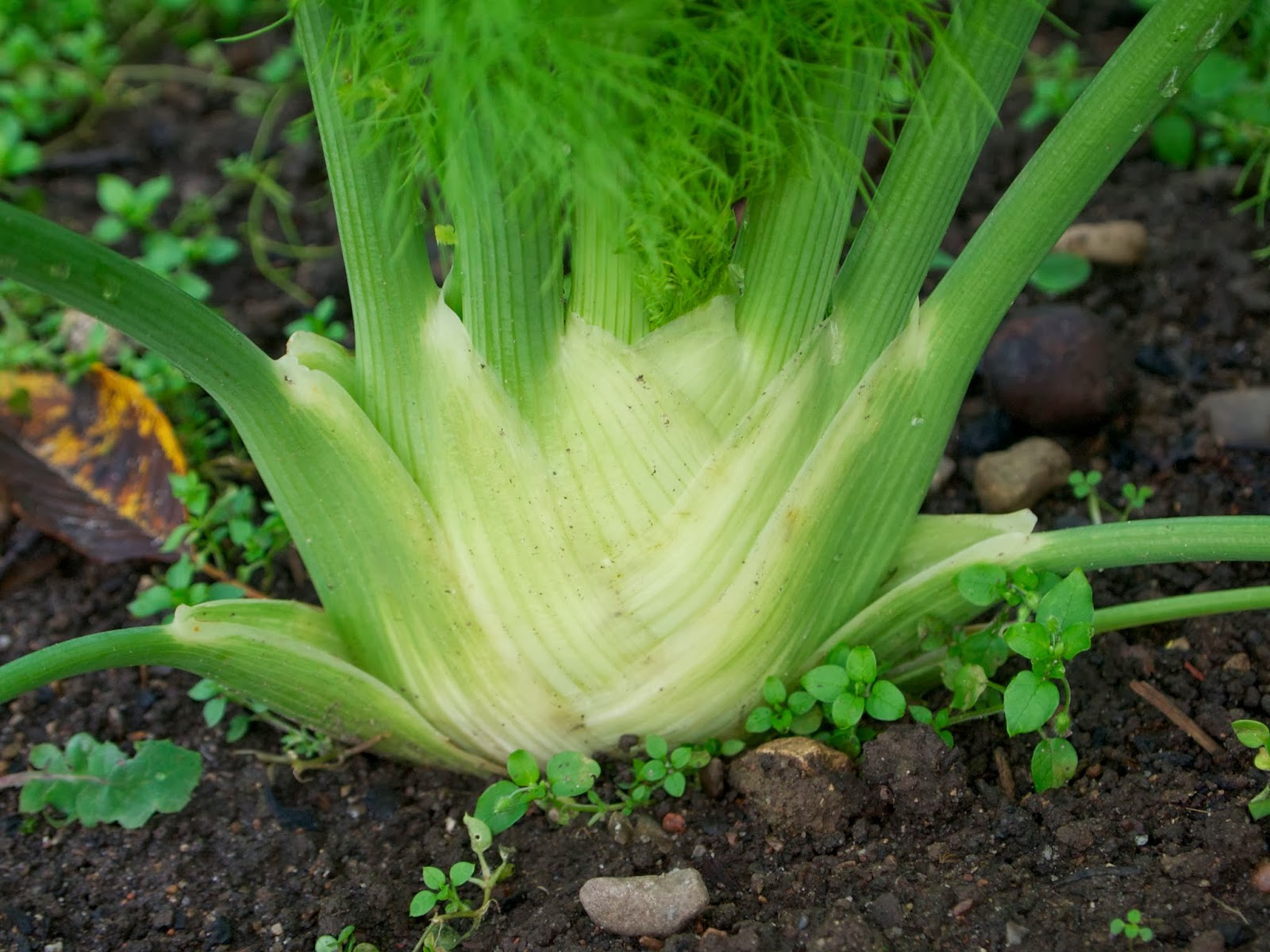Vild med Køkkenhave: Flotte fennikel, synes jeg da selv