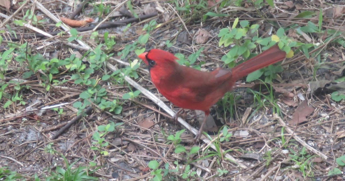 Bird & Travel Photos, Birding Sites, Bird Information: MALE NORTHERN ...