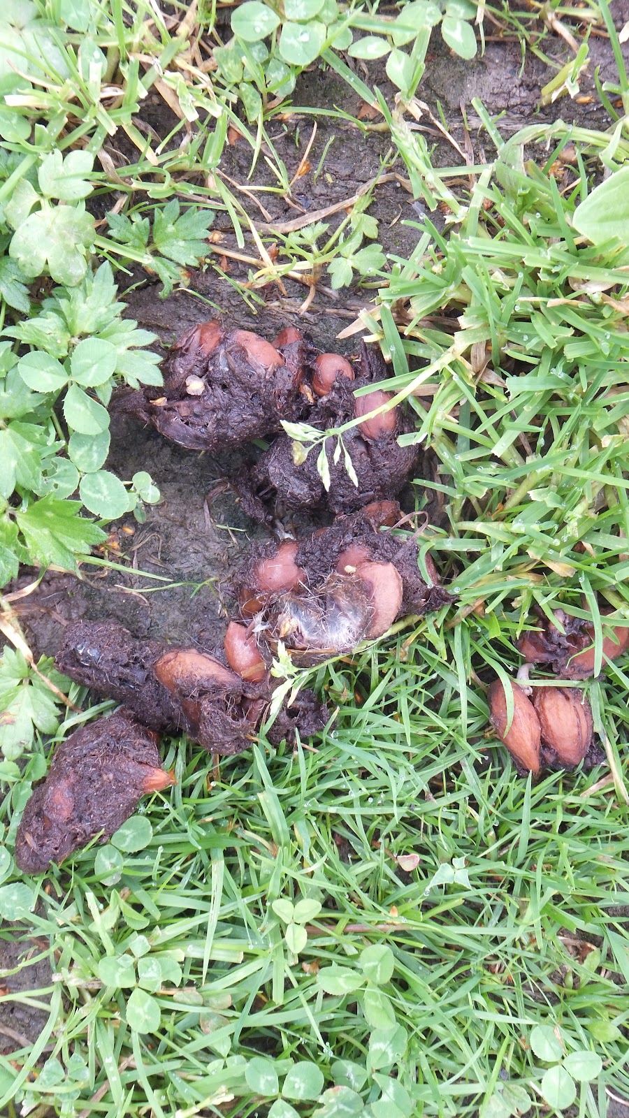 Preston Montford Field Centre: Poo