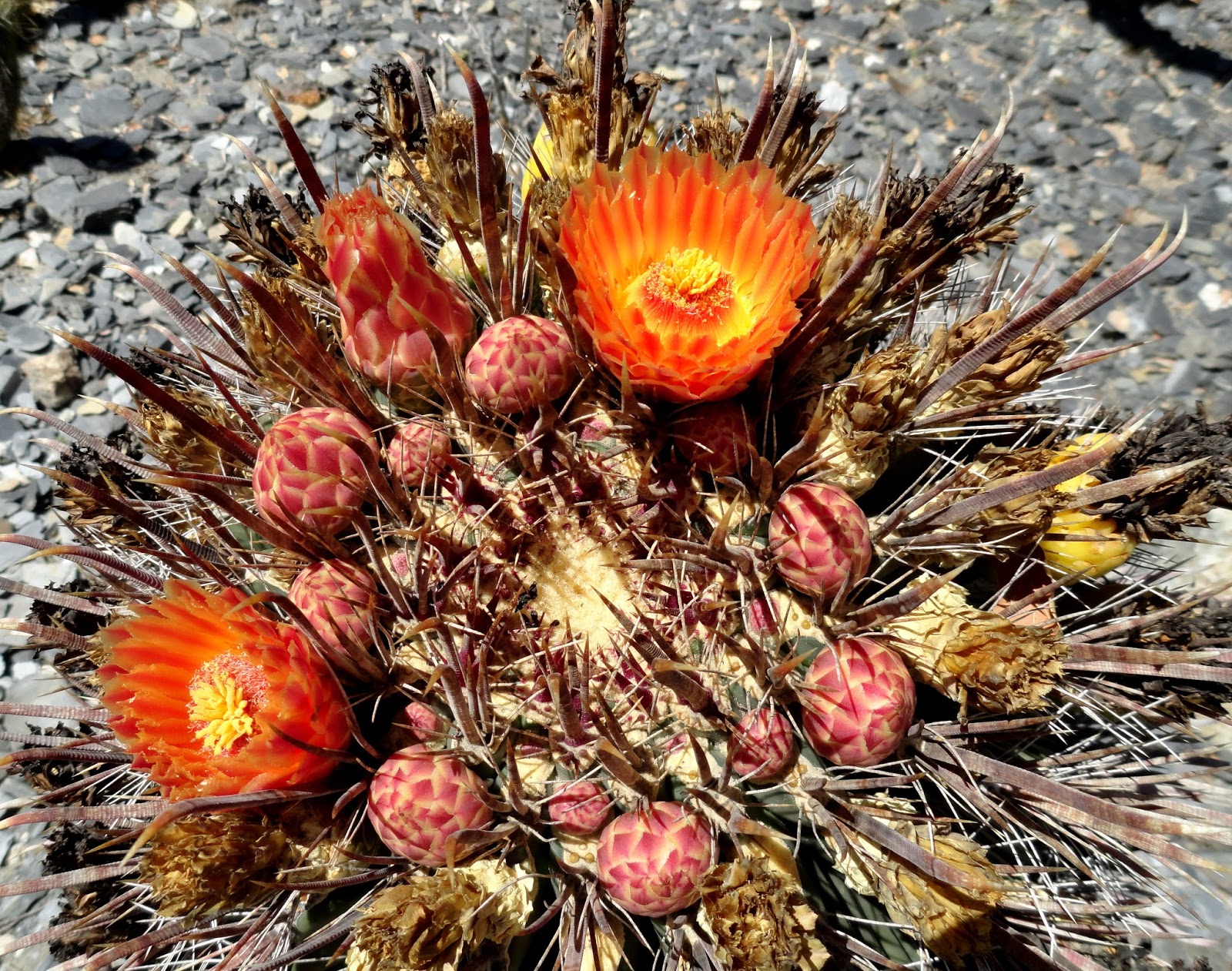 danger garden: Lotusland — Cactus!