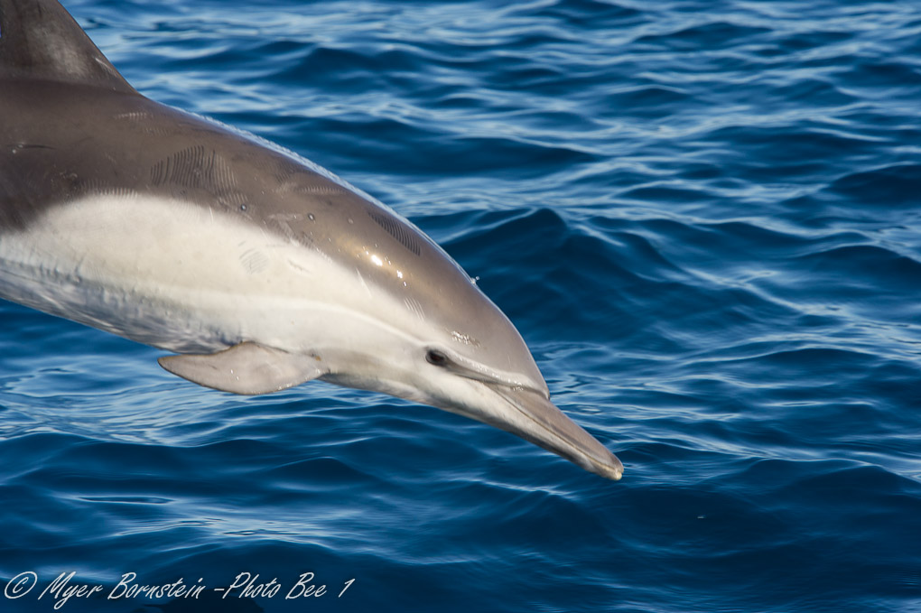 Long-beaked Common Dolphin