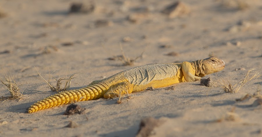 Birds of Saudi Arabia: Arabian Spiny-tailed Lizard - Wannan