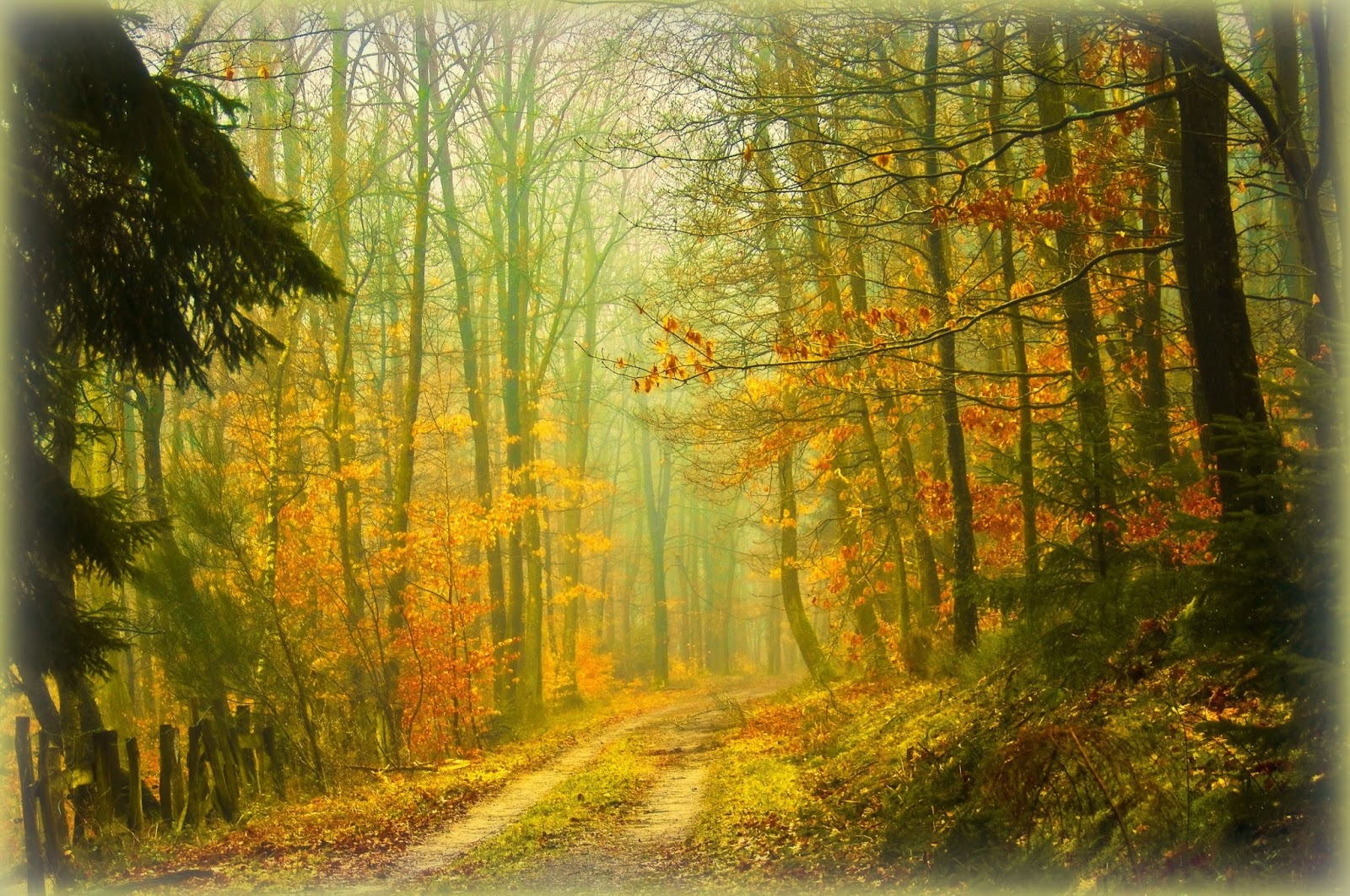 Unique Wallpaper: 24 fotografías de paisajes naturales del bosque ...