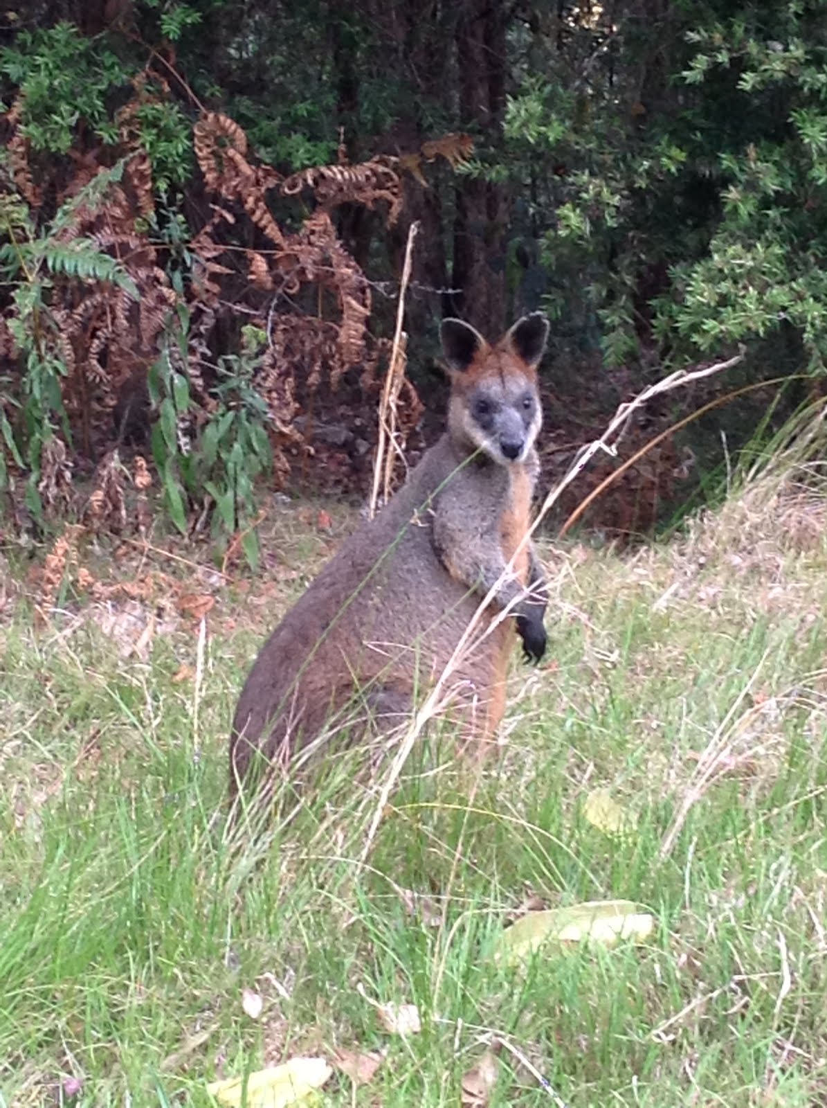 Daily Bread: DJ D. Lo's Travel Blog: Wallaby in the Wild: Wallabies ...