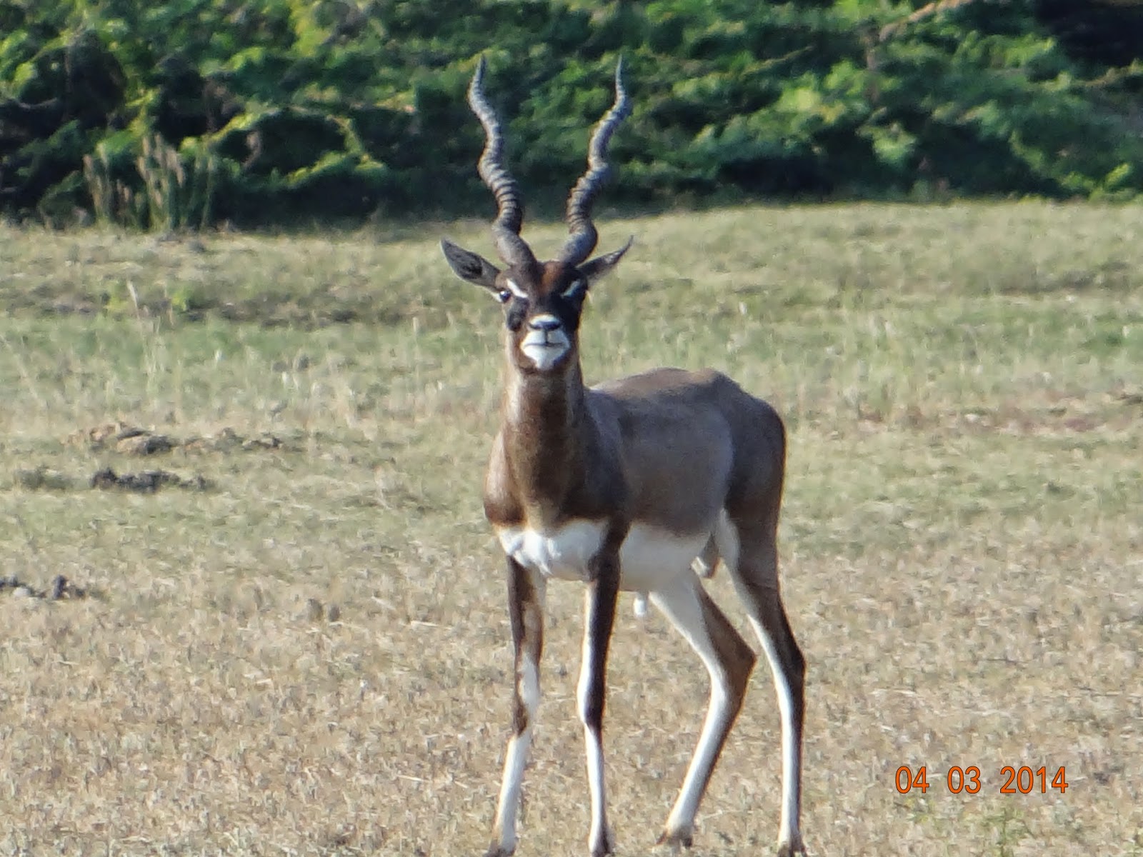 Forest Trips in India: POINT CALIMERE
