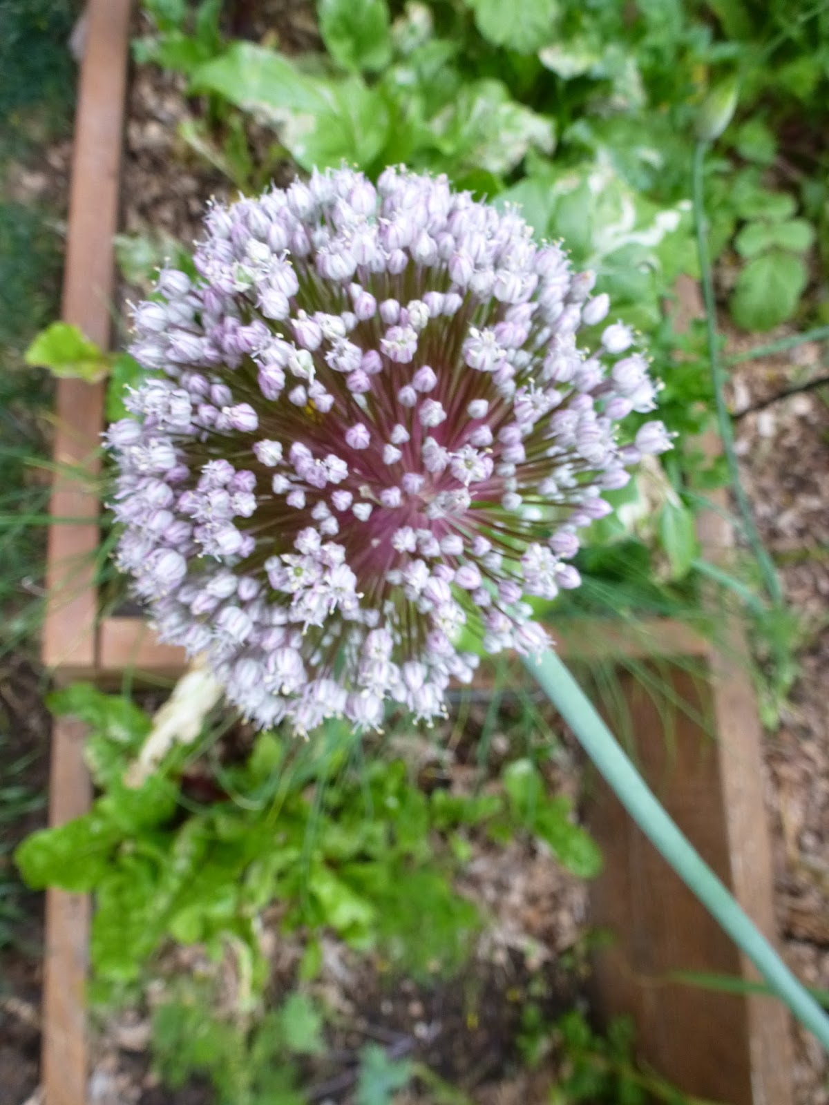 Lori's Garden: Leek Blossoms ~ Friday's Flower