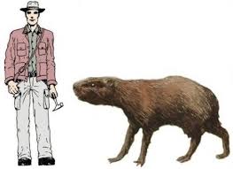 Noticias de Paleontologia: Protohydrochoerus, el capibara de patas ...