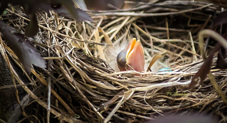 UNDER THE FLAPS: ROBINS....WATCHING THE BIRTH