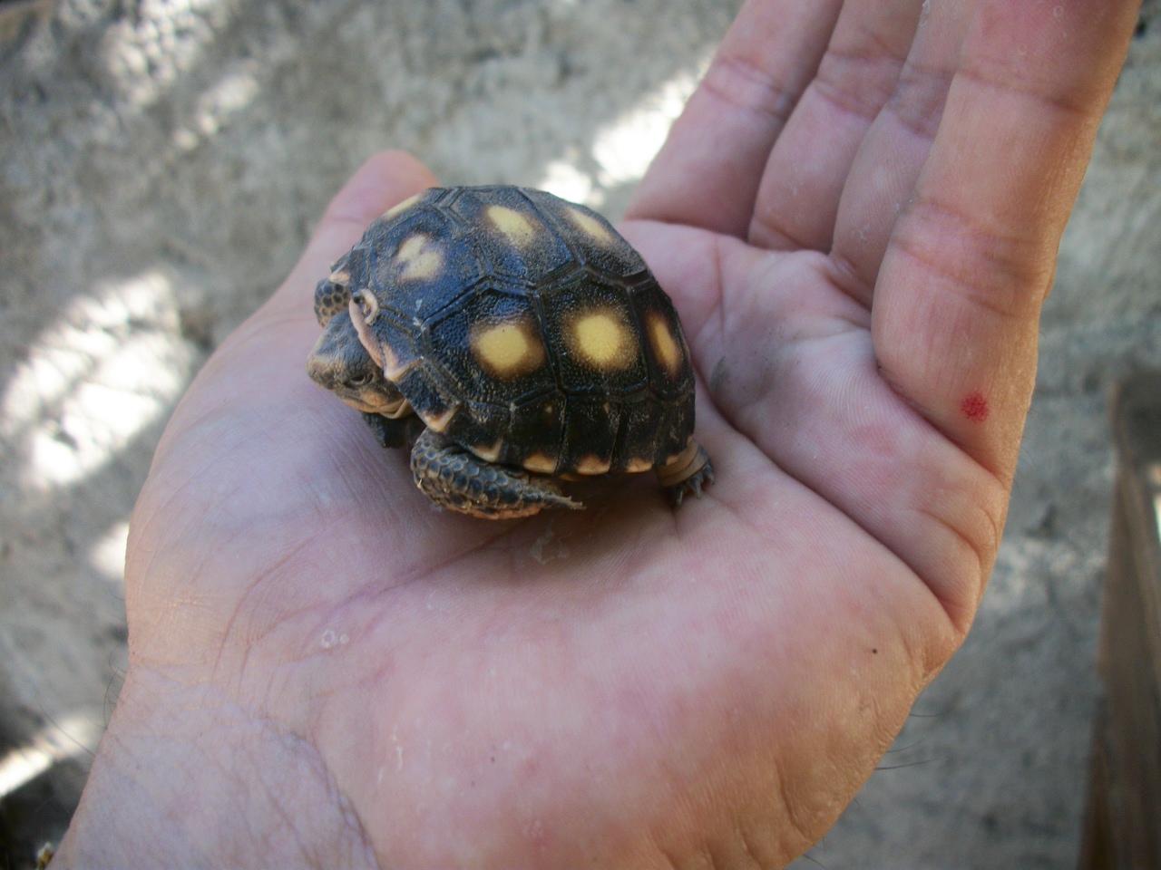 CRIADOR DE LA TORTUGA DE TIERRA,GOPEHRUS BERLANDIERI: 08/05/11