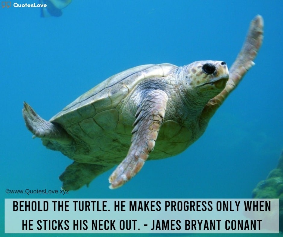 22 [Best] World Turtle Day 2020: Quotes, Sayings, Messages, Greetings ...
