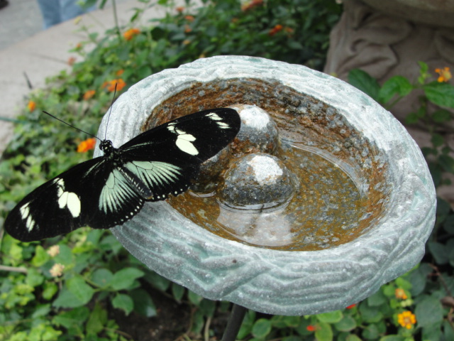 Central Florida Gardener: Creating a Wildlife Habitat - Step #2 ...