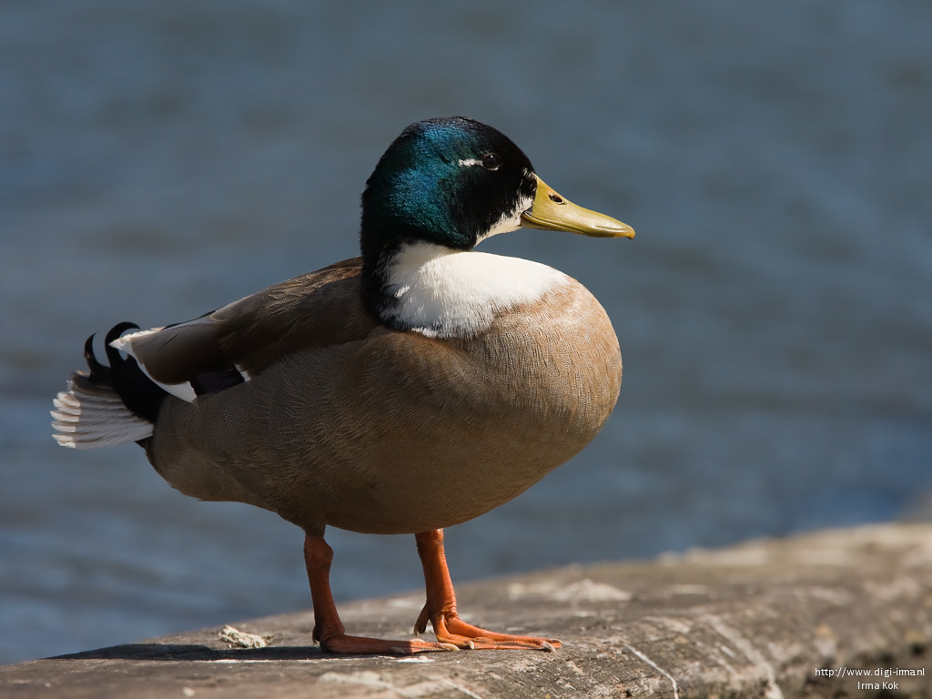 Irma's Natuurbeleving : Wilde eend / Mallard