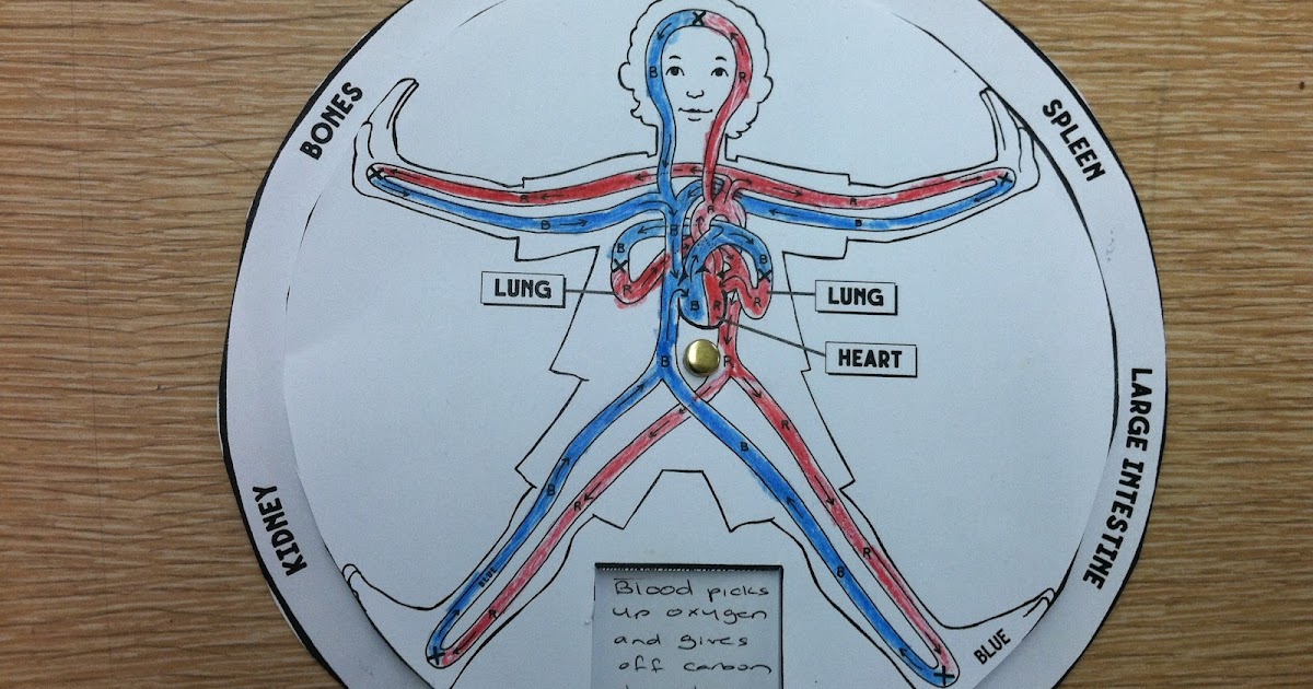 Circulatory System Model Project