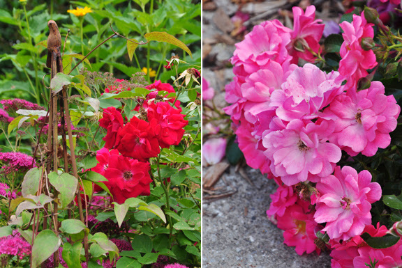 Three Dogs in a Garden: The Year in Bloom, Part 2: July