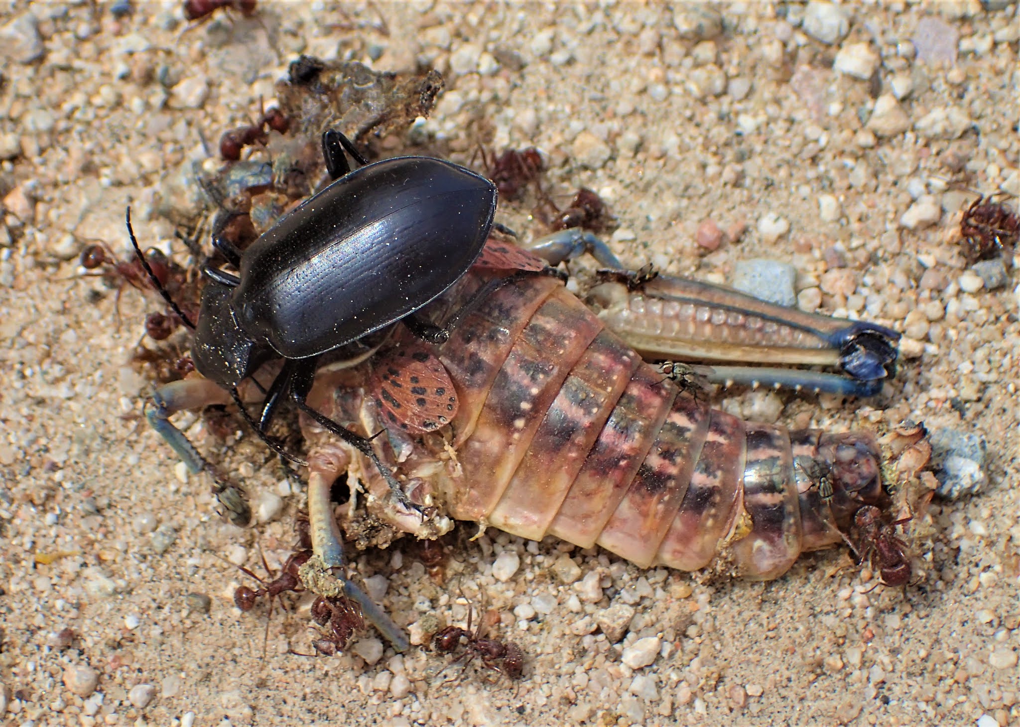 Arizona: Beetles, Bugs, Birds and more