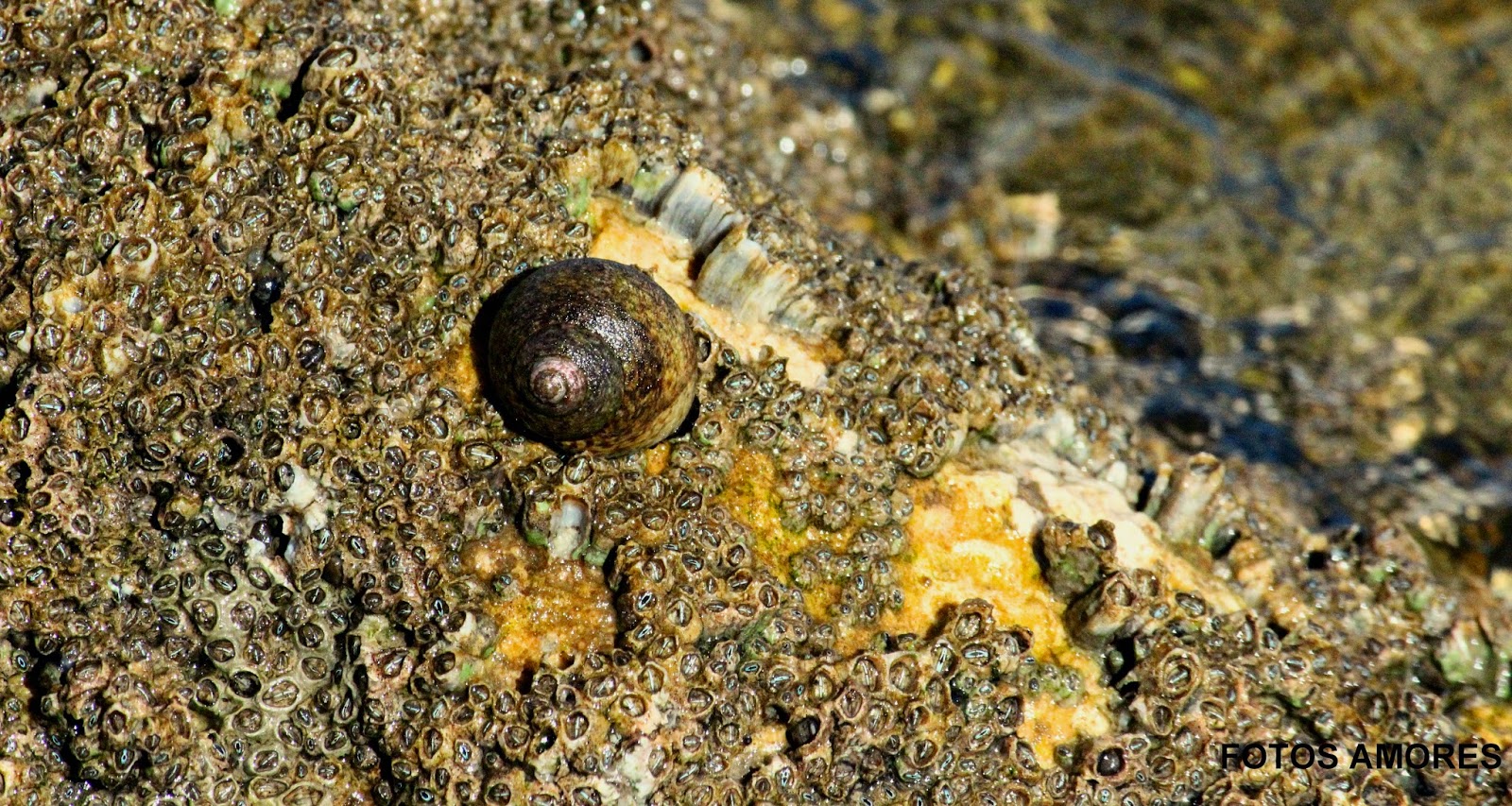 FOTOS AMORES: BURRIÉR, BURGAUS OU CARACÓIS DO MAR.