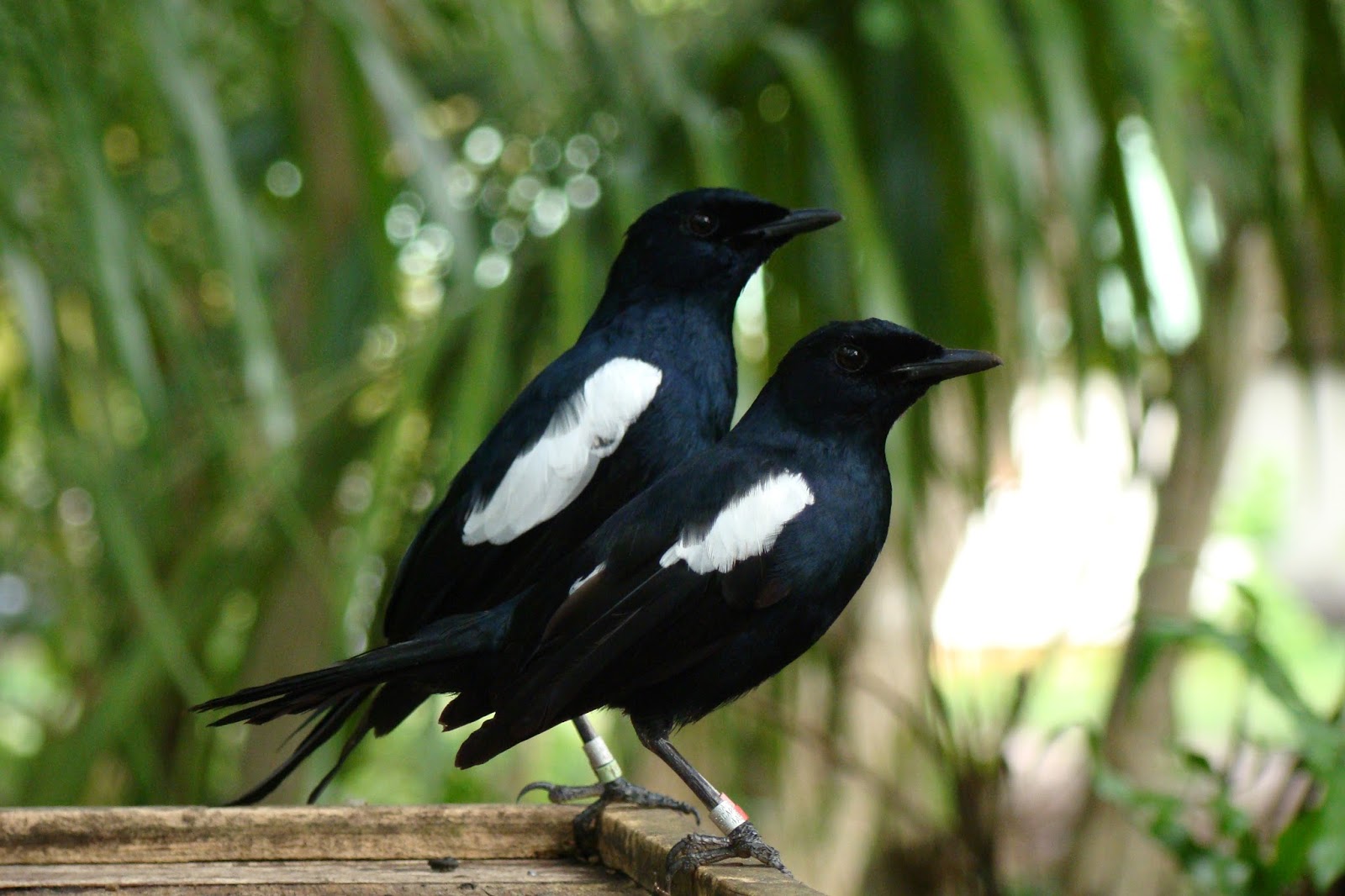 The Green Islands Foundation - Seychelles: Green Islands Foundation ...
