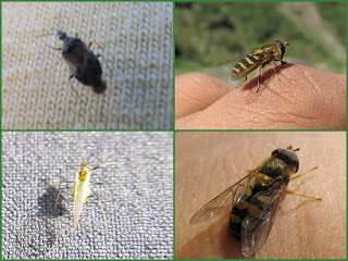 Expressing Myself: Hampta part 2 - Chika to Balu ka Ghera