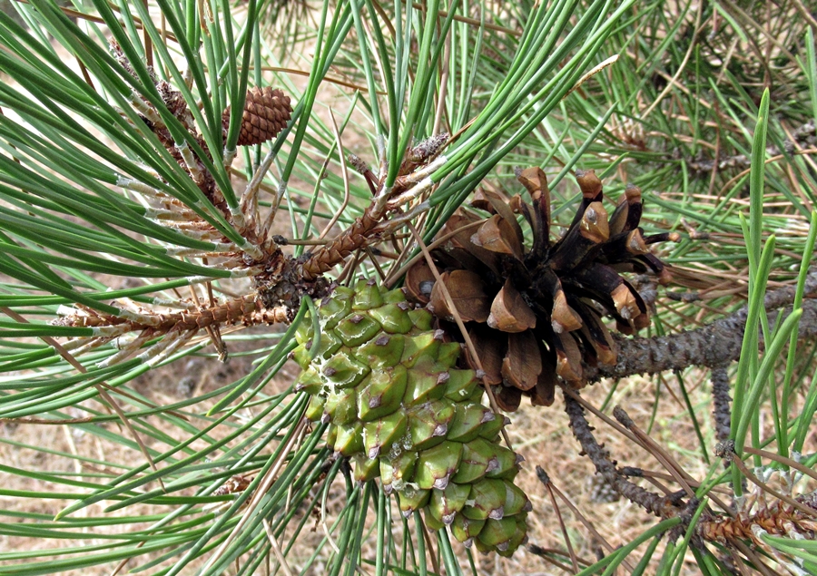 Blog de noticias Vallelado.net: TRES FRUTOS EN UN MISMO PINO.