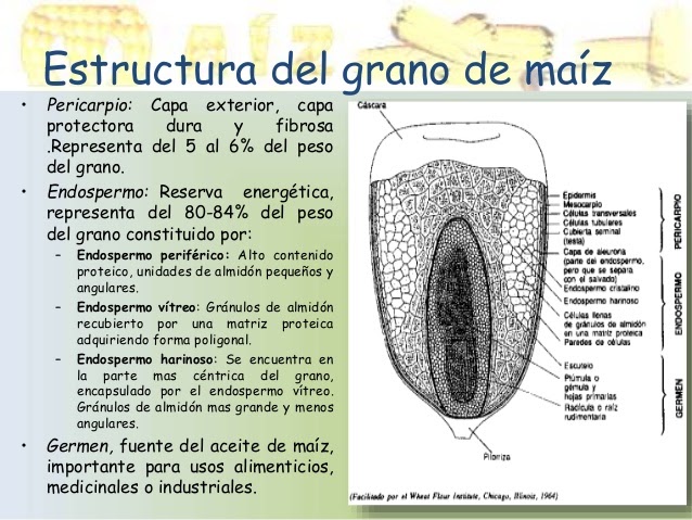 Química, Ciencia y Tecnología de los Cereales: Estructura del grano de maiz