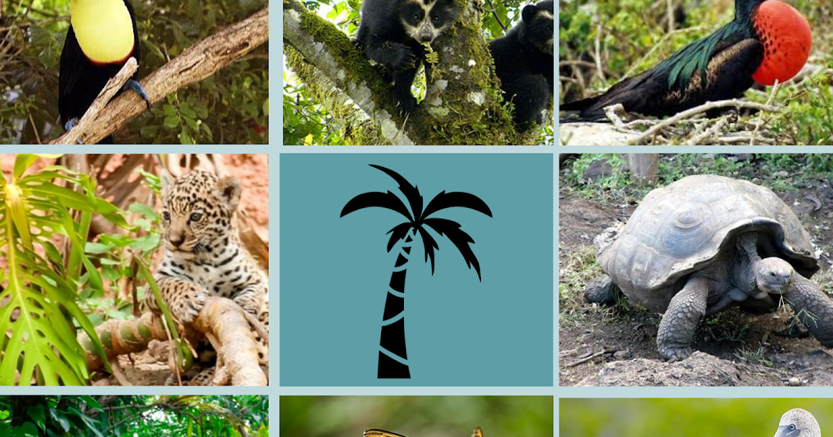 Animales del Ecuador