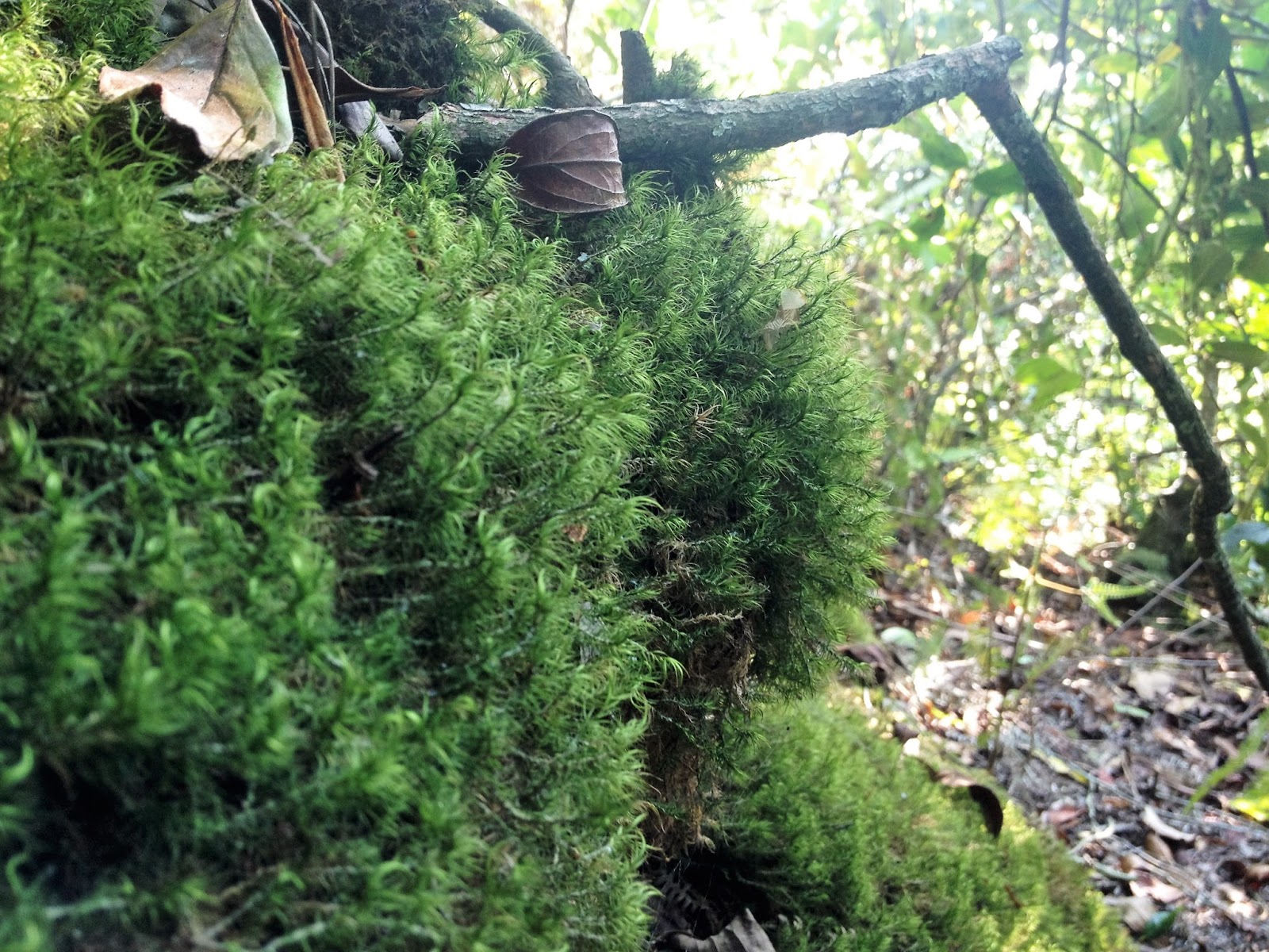 Natural vegetation In Nepal - The Travellers Nepal