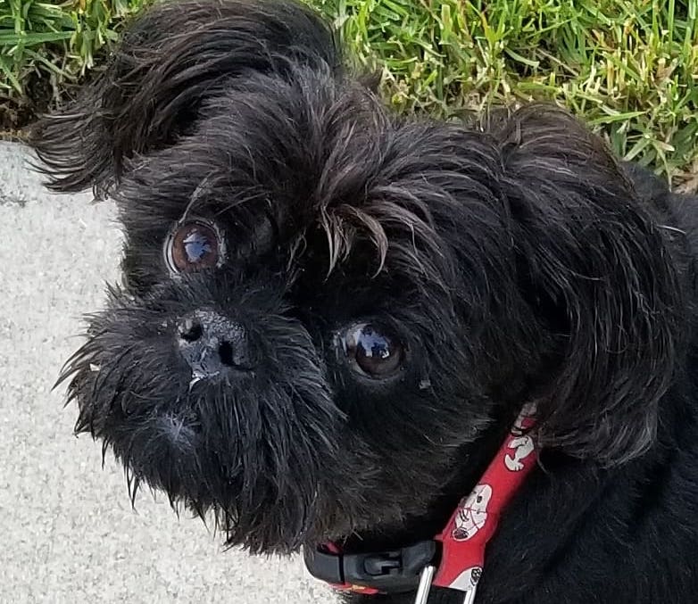 l'affenpinscher è una razza di origine tedesca che ha caratteristiche ...