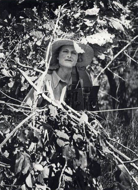 Zoology Jottings: Komodo Dragons: The Moyne Zoo Quest Expedition of ...